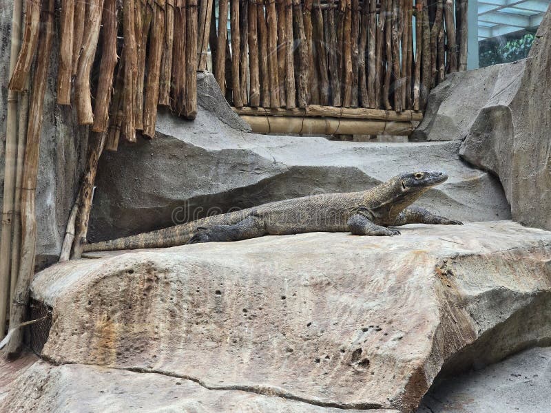 Comodo the real dragon stock photo. Image of safari - 351769734