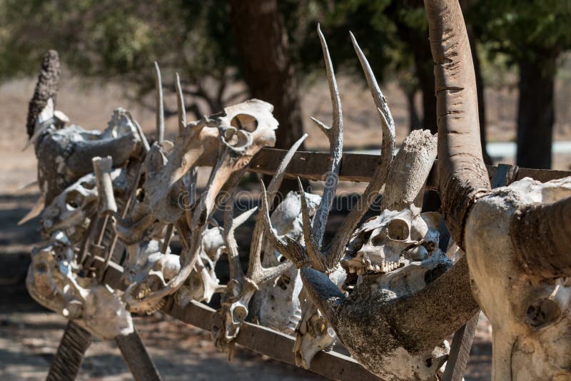 Comodo skeleton editorial photography. Image of asia - 54638792