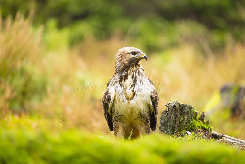 Comon Buzzerd Stock Photos - Free & Royalty-Free Stock Photos from ...