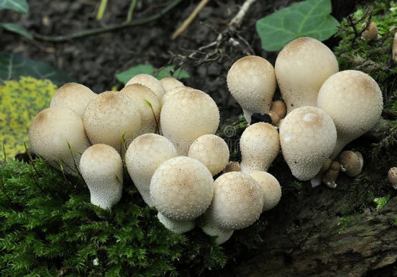 Comon Puffballs stock photo. Image of forest, wild, toadstool - 27805138