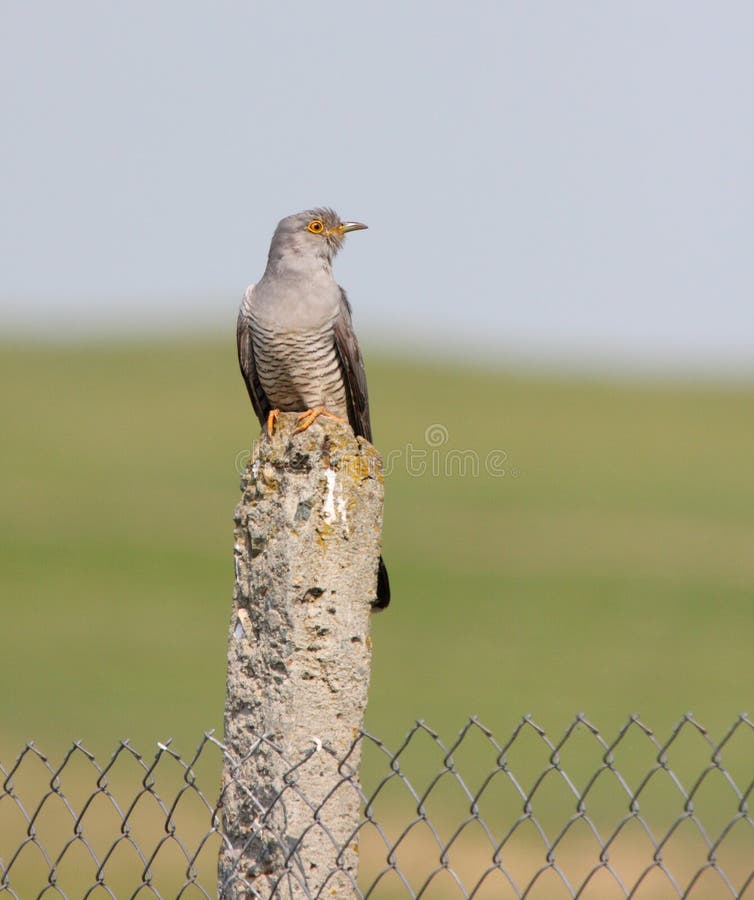 Comoon cuckoo stock image. Image of common, rock, male - 16840129