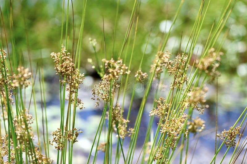 Comoon Rush Plants stock photo. Image of north, juncus - 323806424