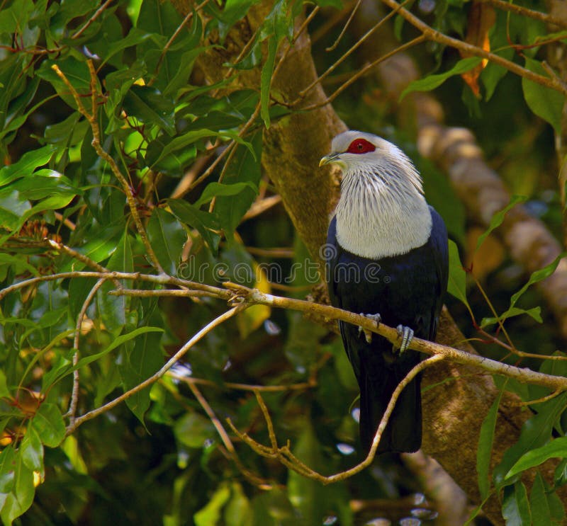 Alectroenas Sganzini Stock Photos - Free & Royalty-Free Stock Photos ...