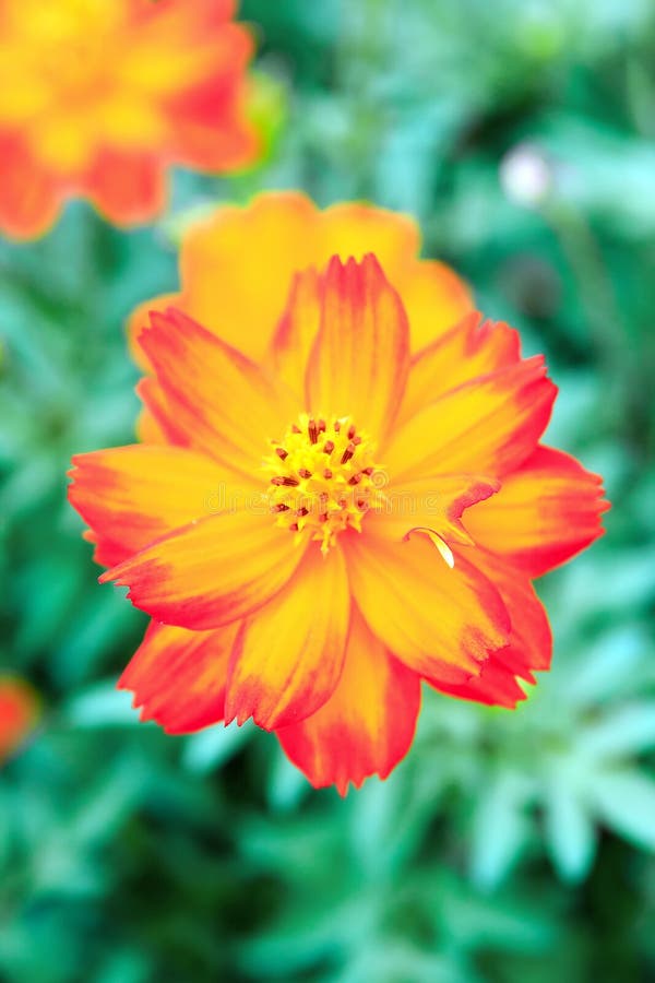 Comos stock image. Image of beautiful, plant, tropical - 89377557