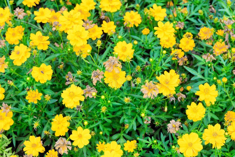 Comos stock photo. Image of beauty, countryside, closeup - 89377578