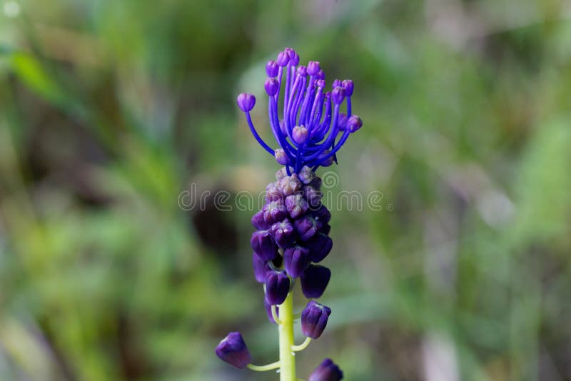 Comosum Do Muscari Da Flor Do Jacinto De Borla Imagem de Stock - Imagem ...