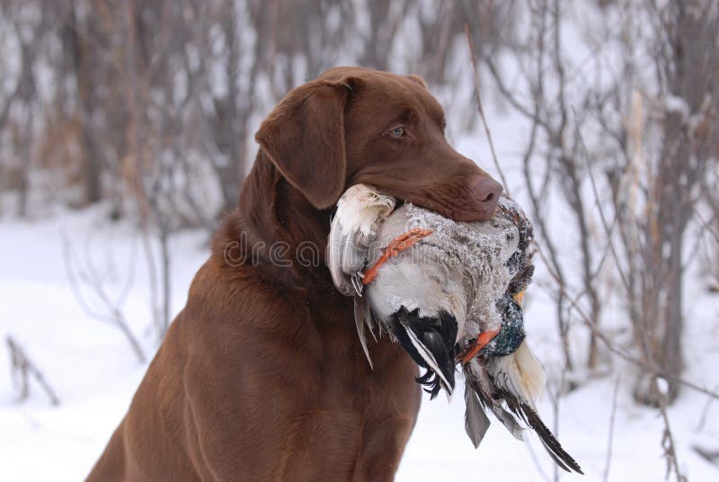 Entrenamiento De Un Perro De Labrador Del Perrito Sobre La Caza Imagen ...