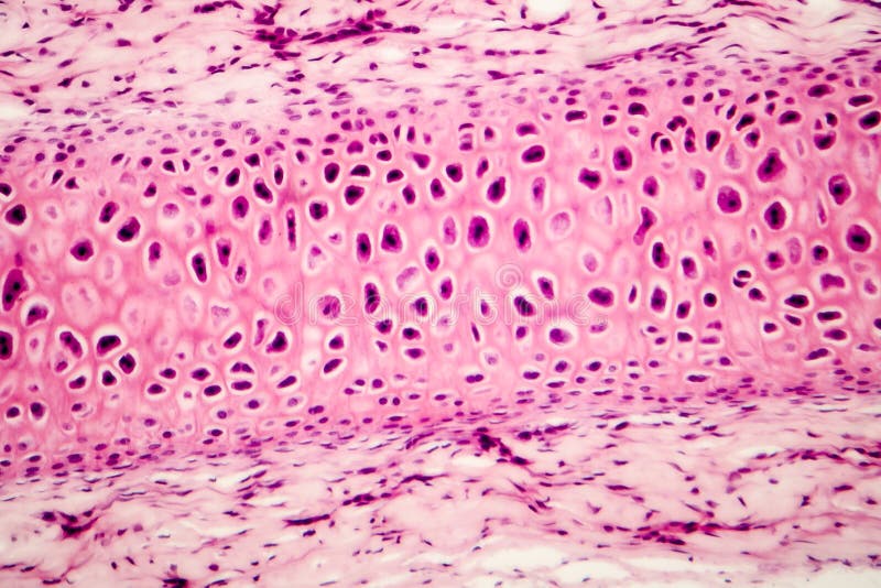 Compact bone micrograph stock photo. Image of histological - 79633344