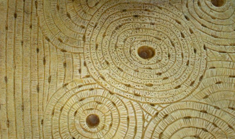 Compact Bone Model Showing Lamellae and Haversian System Stock Image ...
