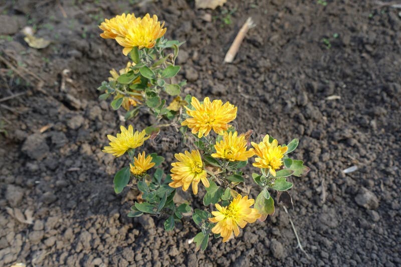 Compact Bush of Amber Yellow Chrysanthemums in Bloom in October Stock ...
