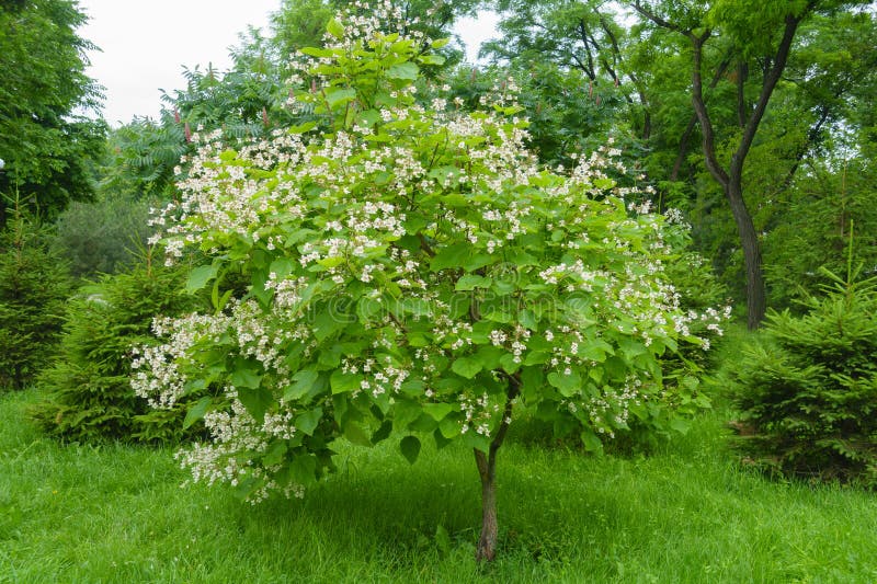 Compact Catalpa Bignonioides in Bloom in June Stock Image - Image of ...