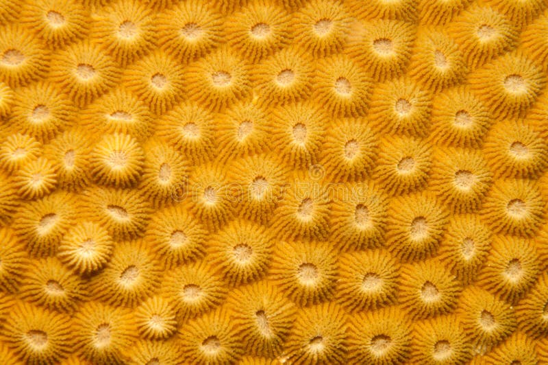 Compact coral texture stock image. Image of diver, beauty - 19845727