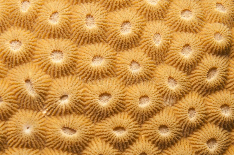 Coral pattern Texture stock image. Image of beach, marine - 26084273