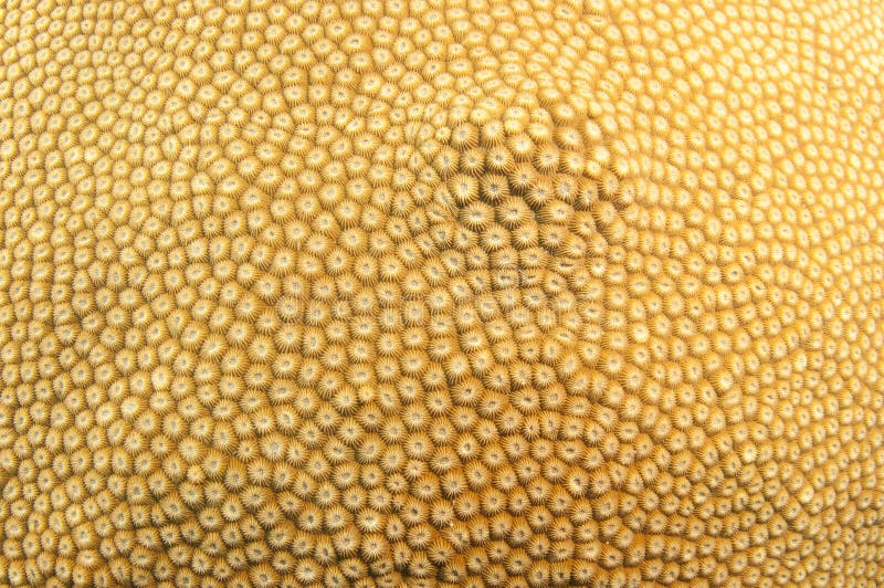 Compact coral texture stock photo. Image of beauty, bubble - 19847026