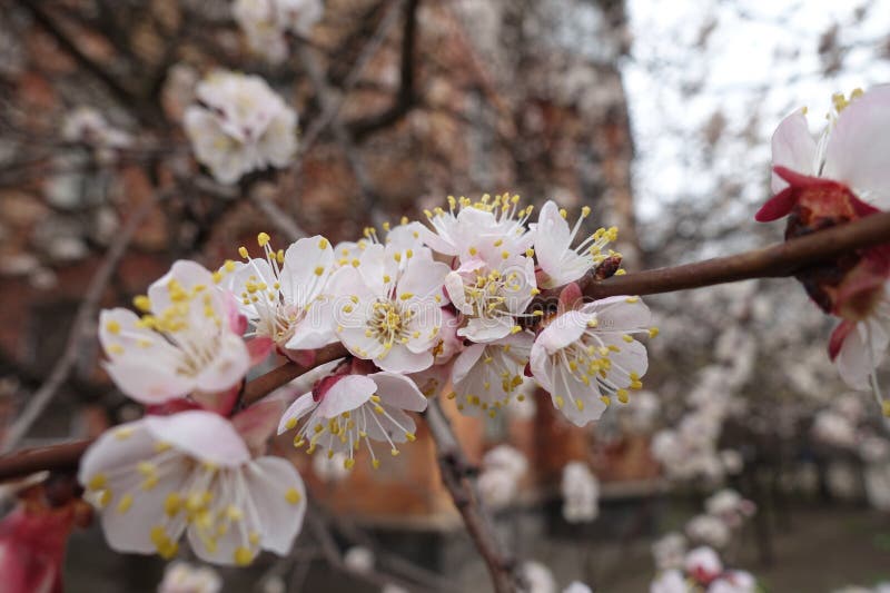 Compact Group of White Flowers of Apricot in March Stock Image - Image ...