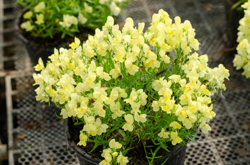 Compact Nemesia Flower in Garden Stock Photo - Image of botany ...