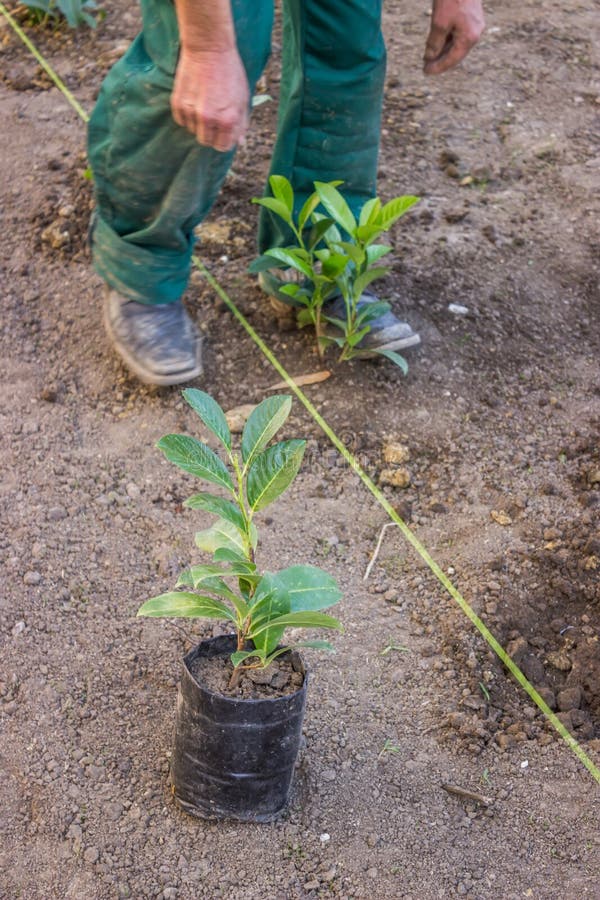 Compactage Du Sol Autour Des Usines Photo stock - Image du jardin, haie ...