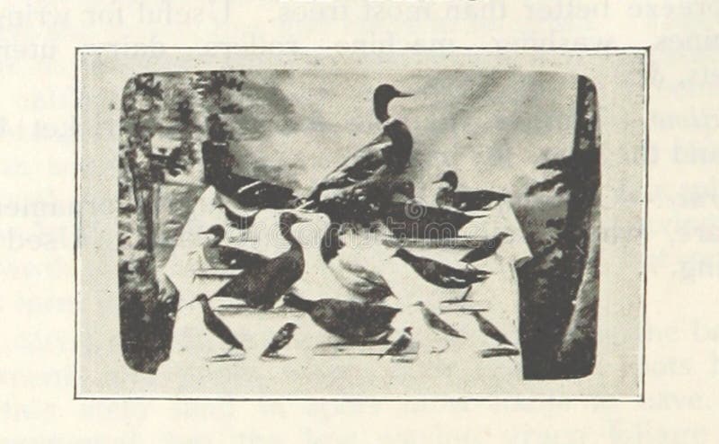 British Library Digitised Image From Page 172 Of "Companion To St ...