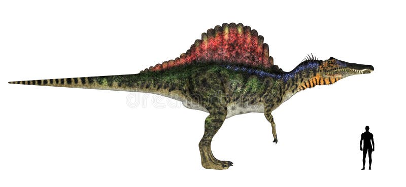 Comparaison De Taille De Spinosaurus Illustration Stock - Illustration ...