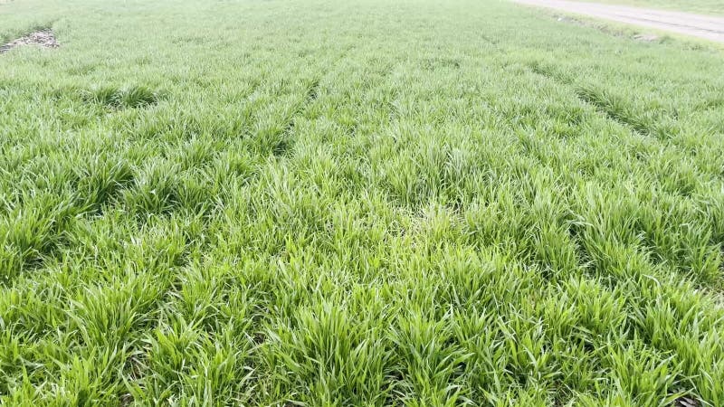 Grass Growth Progress Comparison at Different Times Stock Footage ...