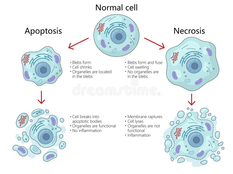 Comparison of Apoptosis and Necrosis in Cells Stock Vector ...