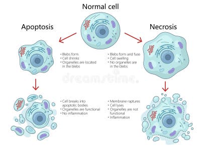 Comparison of Apoptosis and Necrosis in Cells Stock Vector ...