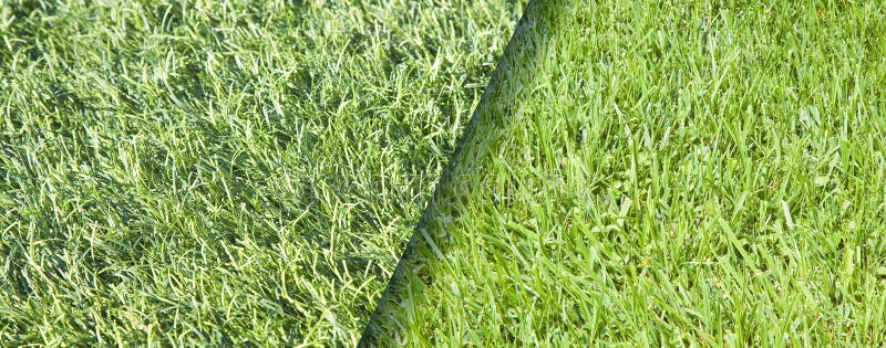 Comparison between an Artificial Synthetic Grass Lawn and a Real ...