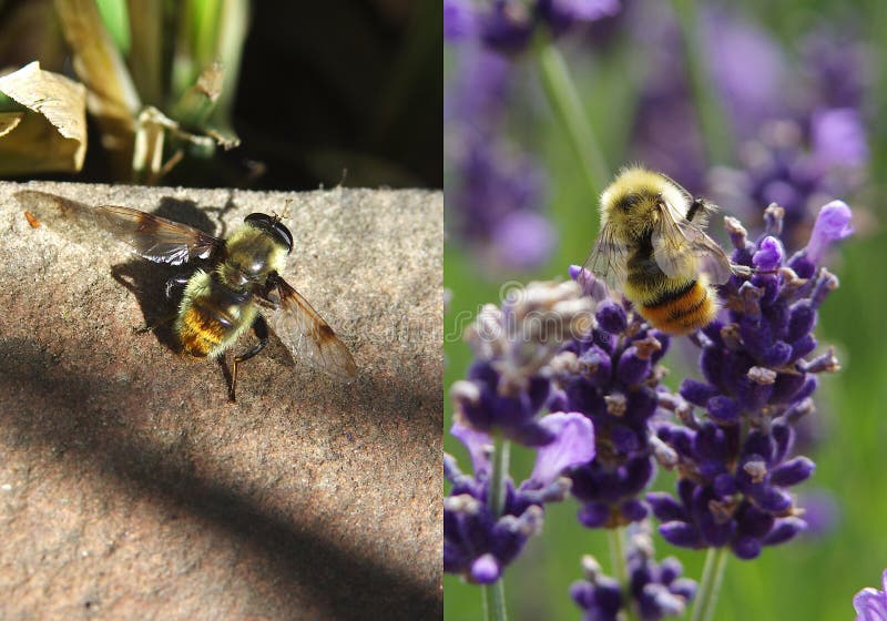 Comparison of Bee Fly Mimic and Bumblebee Stock Image - Image of sting ...