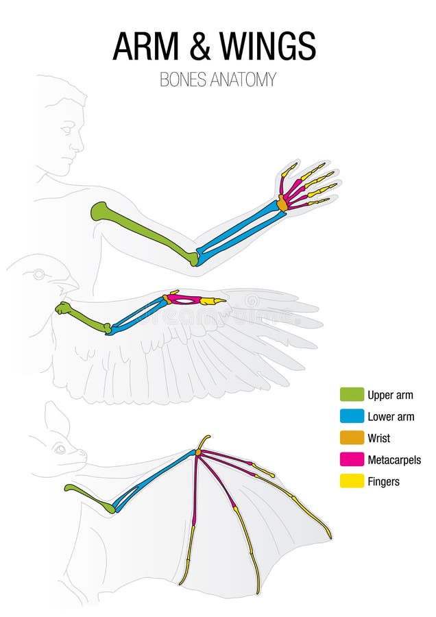 Arm Wings Anatomy Stock Illustrations – 14 Arm Wings Anatomy Stock ...