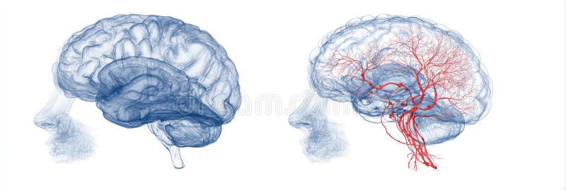 Comparison of Brain Activity before and after Meditation Illustrating ...
