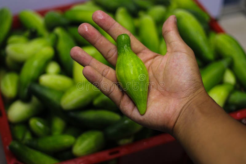 109 Good Bad Plants Stock Photos - Free & Royalty-Free Stock Photos ...