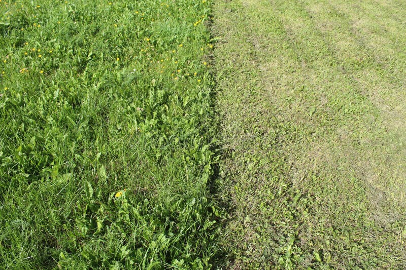 Comparison of Grass Cutting on the Field before and after Cutting Stock ...
