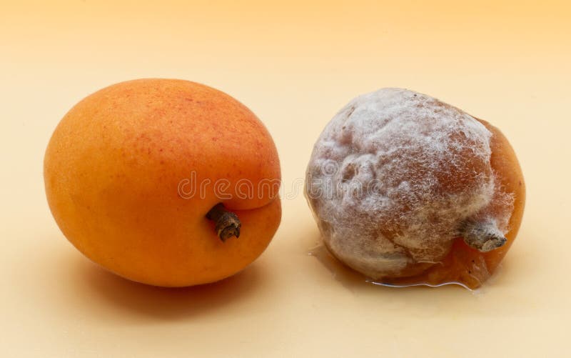 Rot Apricot Stock Photos - Free & Royalty-Free Stock Photos from Dreamstime