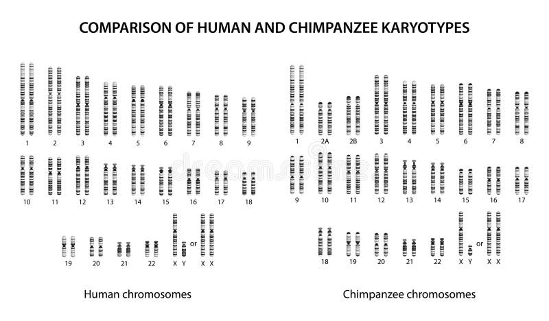 Comparison of Human and Chimpanzee Karyotypes: Similarities and ...