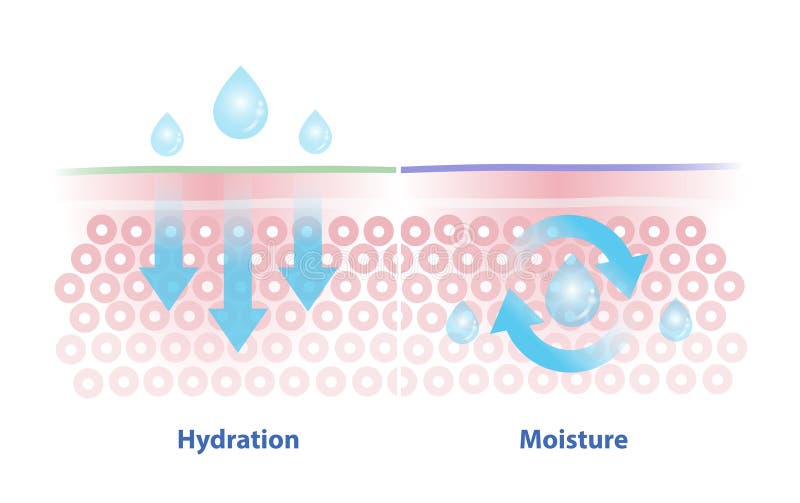 Comparison of Hydration and Moisture on Layer Skin Vector Illustration ...