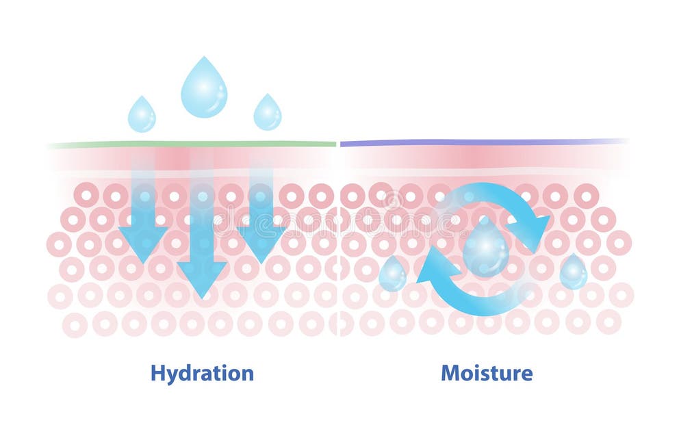 Comparison of Hydration and Moisture on Layer Skin Vector Illustration ...