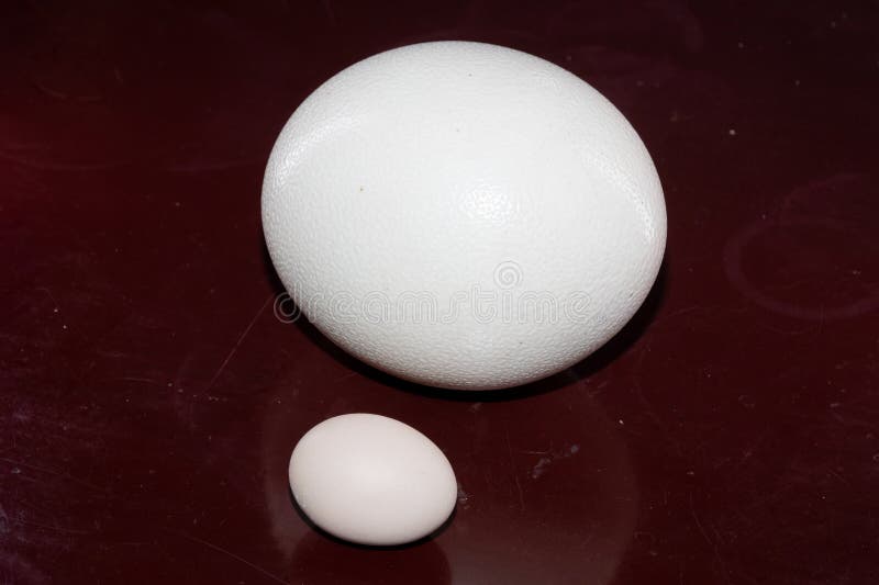 Comparison of Ostrich Eggs and Egg Sizes,the Egg of the Ostrich is the ...