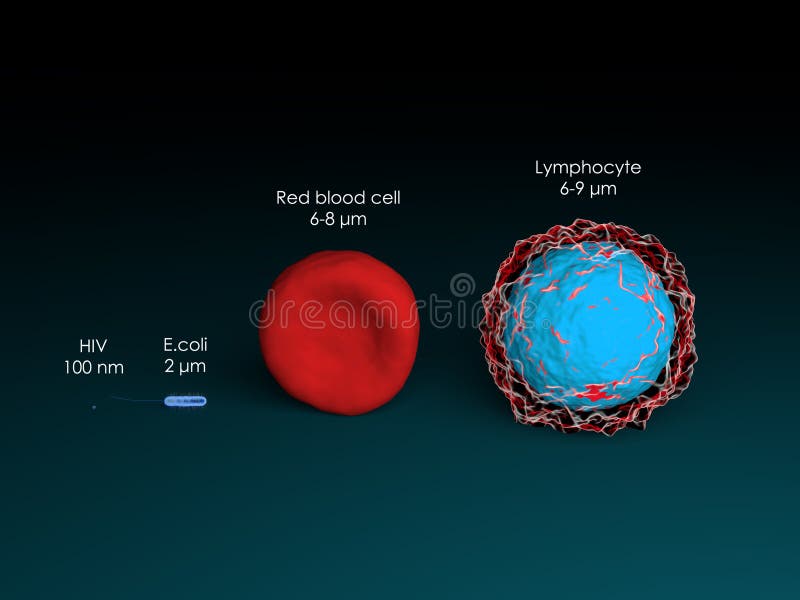 Comparison of Sizes of Blood Cells, Virus, and Bacterium Stock ... Comparison of Sizes of Blood Cells, Virus, and Bacterium Stock ...