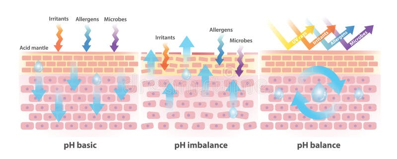 Comparison of Skin PH Level Basic, Imbalance and Balance Vector ...