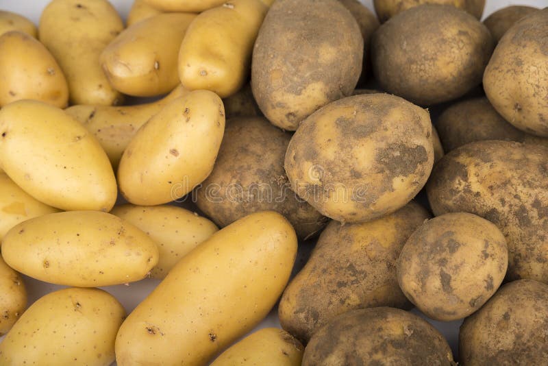 Comparison of Washed and Unwashed Potatoes. Clean and Dirty Concept ...