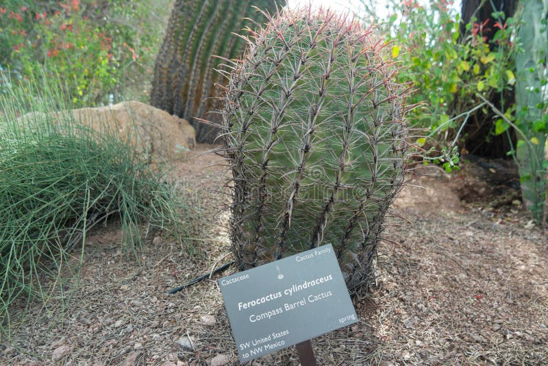 Compass Barrel Cactus Arizona Stock Photo - Image of grass, compas ...