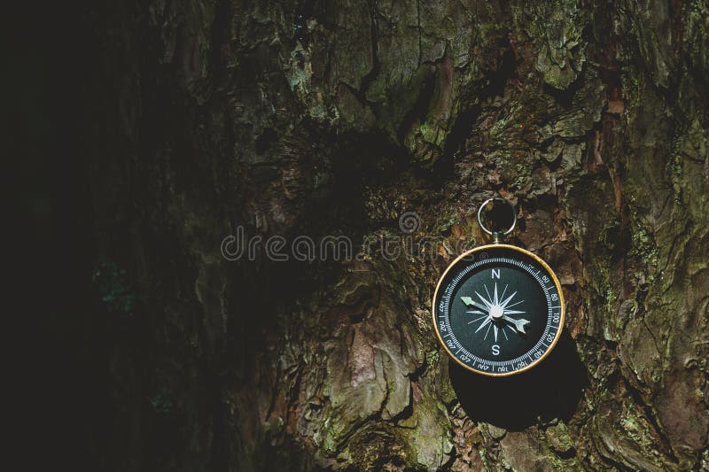 Compass in the Forest, Against the Background of the Bark of the Tree ...
