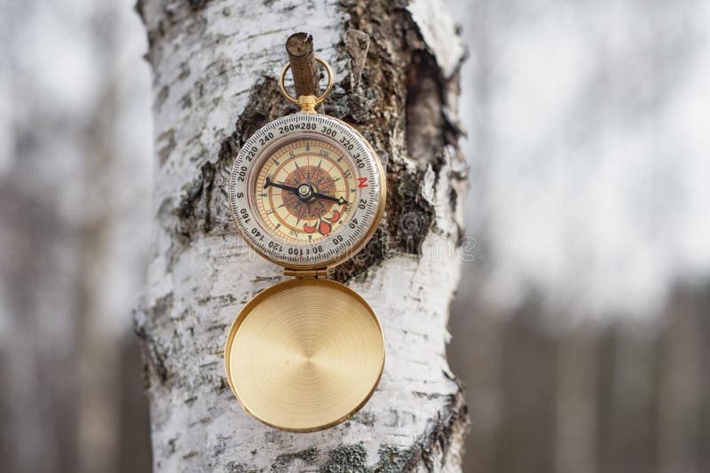 Compass Hanging on Birch Tree. Navigation Tool for Outdoor Adventure ...
