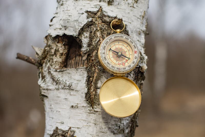 Compass Hanging on Birch Tree. Navigation Tool for Outdoor Adventure ...