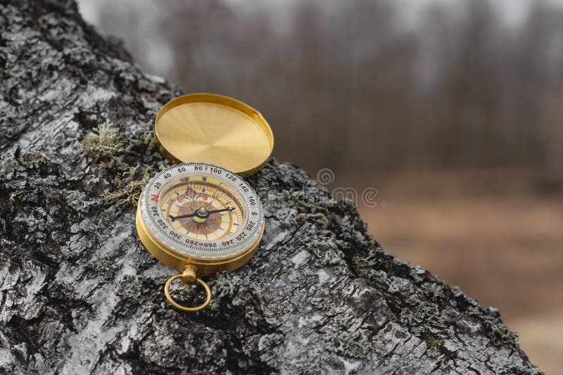 Compass Hanging on Birch Tree. Navigation Tool for Outdoor Adventure ...