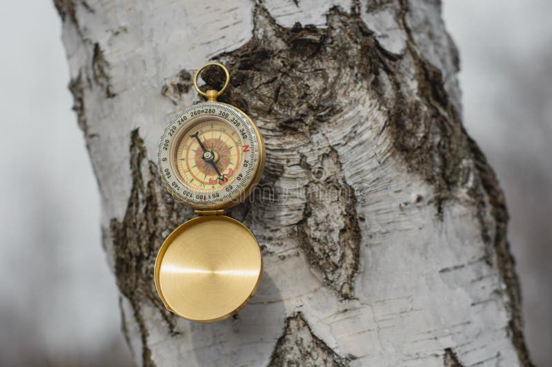Compass Hanging on Birch Tree. Navigation Tool for Outdoor Adventure ...