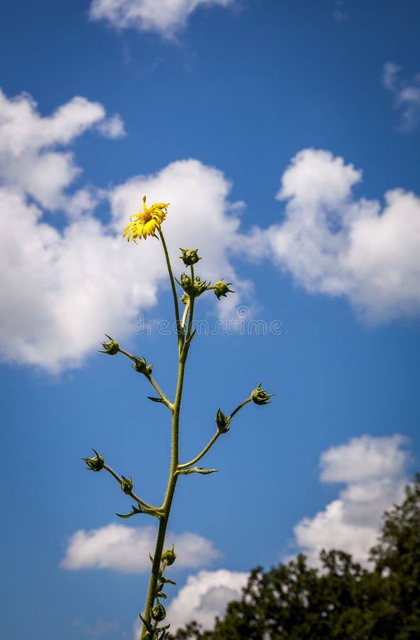 Compass plant flowers stock image. Image of silphium - 91854091