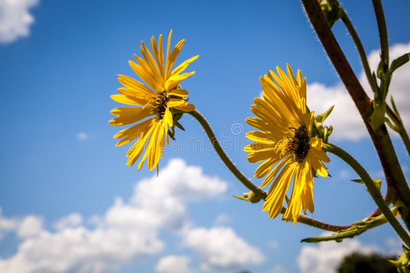 Compass plant flowers stock photo. Image of prairie, plant - 91854072