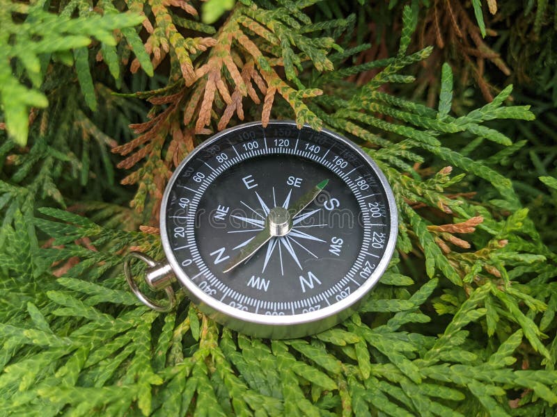 281 Jungle Compass Stock Photos - Free & Royalty-Free Stock Photos from ...