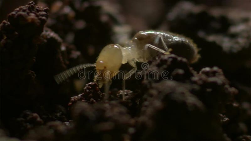 Compass Termites Break Down Dead Grass And Extract Nutrients. Northern ...